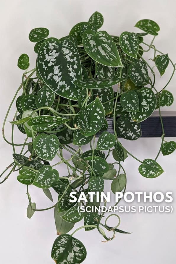 Scindapsus Pictus - Silver Vine 4" | GREENHORN GARDENS