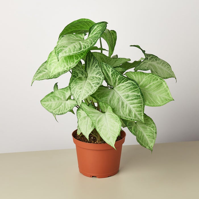 Nephthytis White Butterfly 4" | GREENHORN GARDENS